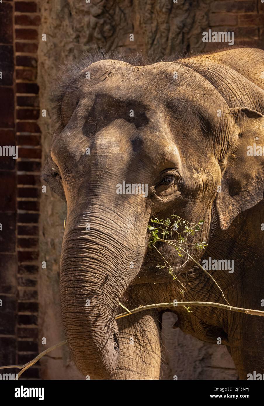 Elefant hi-res stock photography and images - Alamy