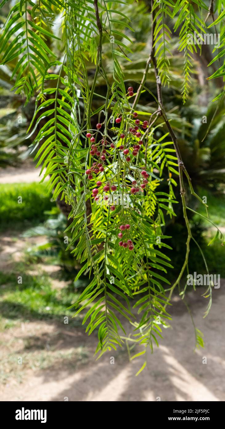Schinus molle red fruit on the tree. Peruvian pepper tree Stock Photo ...