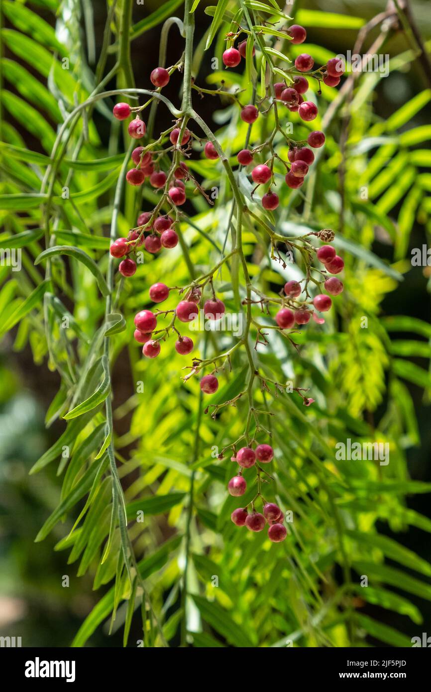Schinus molle fruits hi-res stock photography and images - Alamy