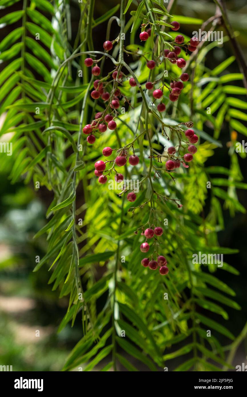 Schinus molle red fruit on the tree. Peruvian pepper tree Stock Photo ...