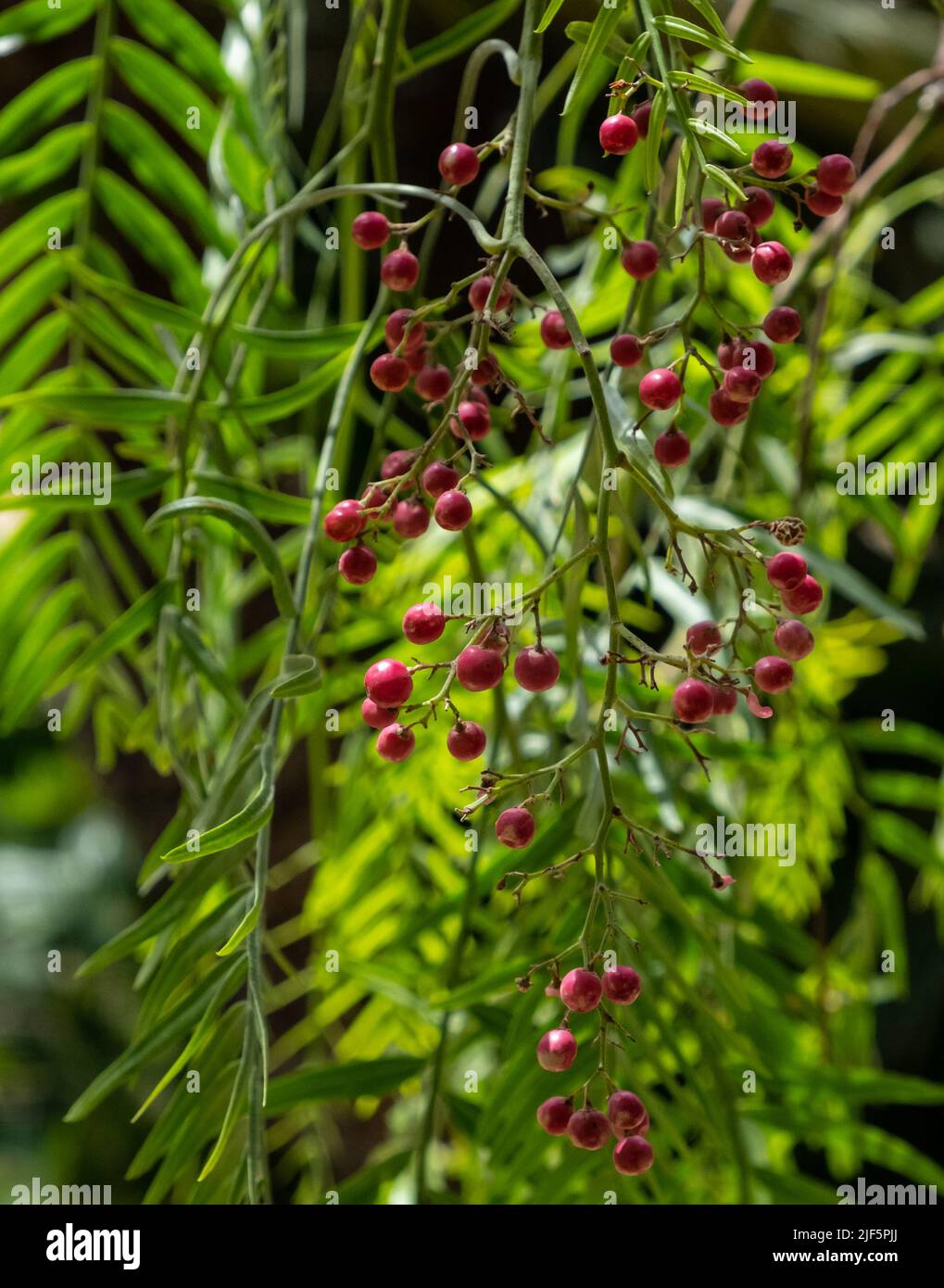 Schinus molle fruits hi-res stock photography and images - Alamy