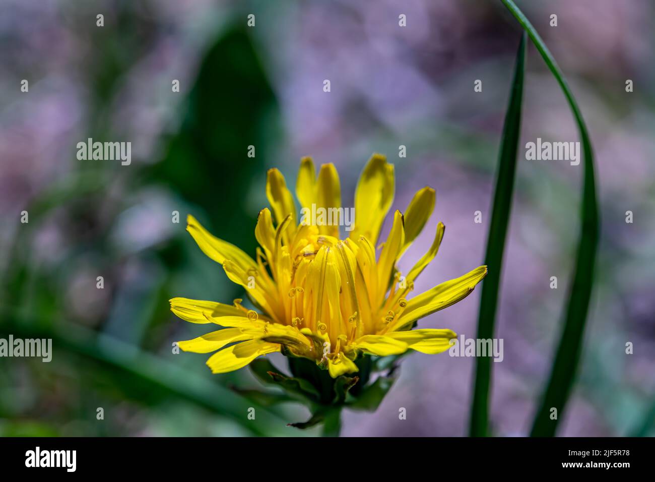 Taraxacum officinale in meadow, close up Stock Photo - Alamy