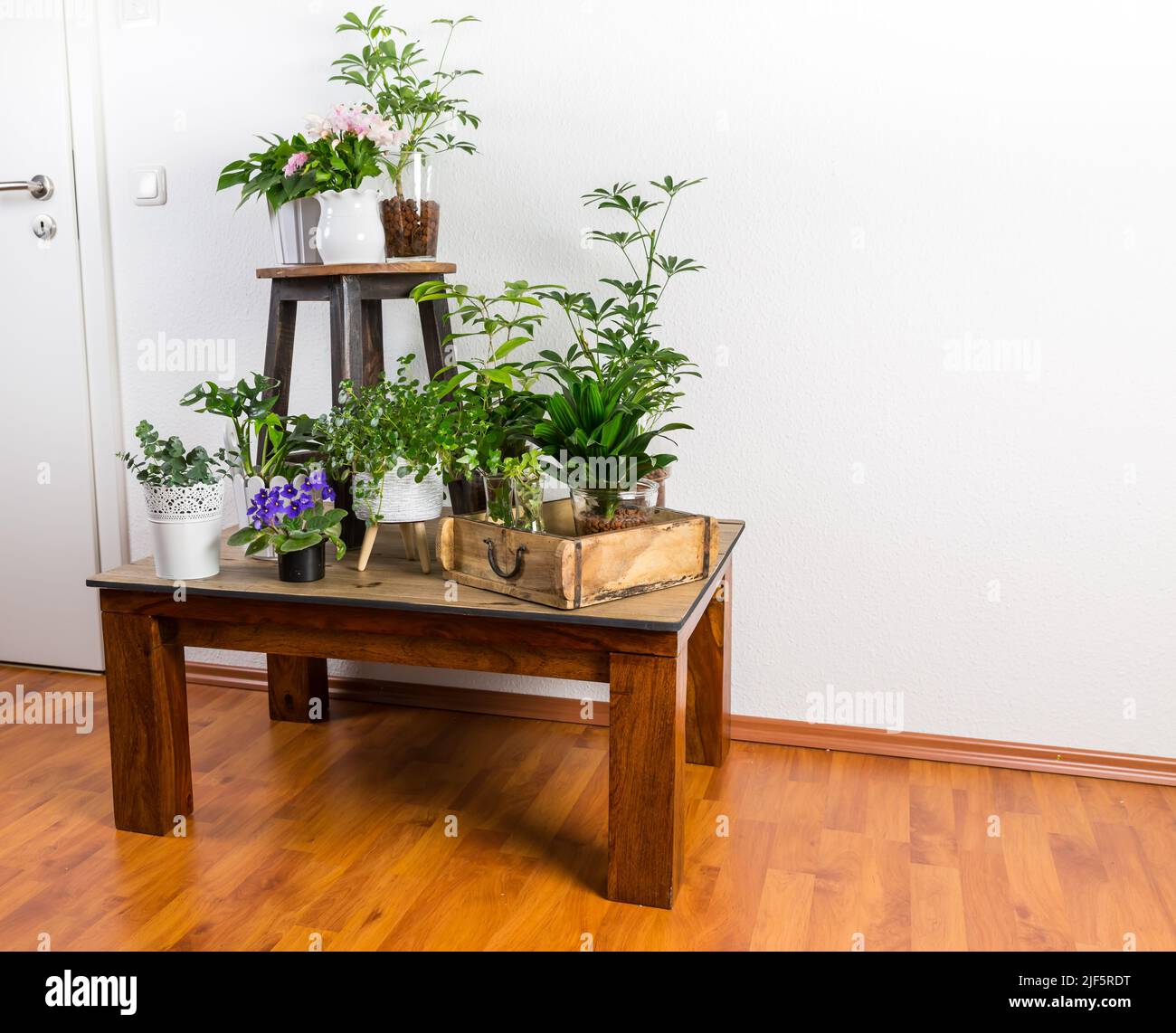 Home garden interior filled a lot of beautiful plants, cacti ...