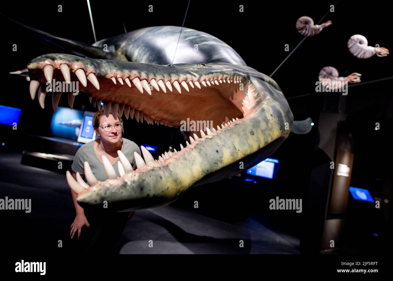 Liopleurodon fossils hi-res stock photography and images - Alamy