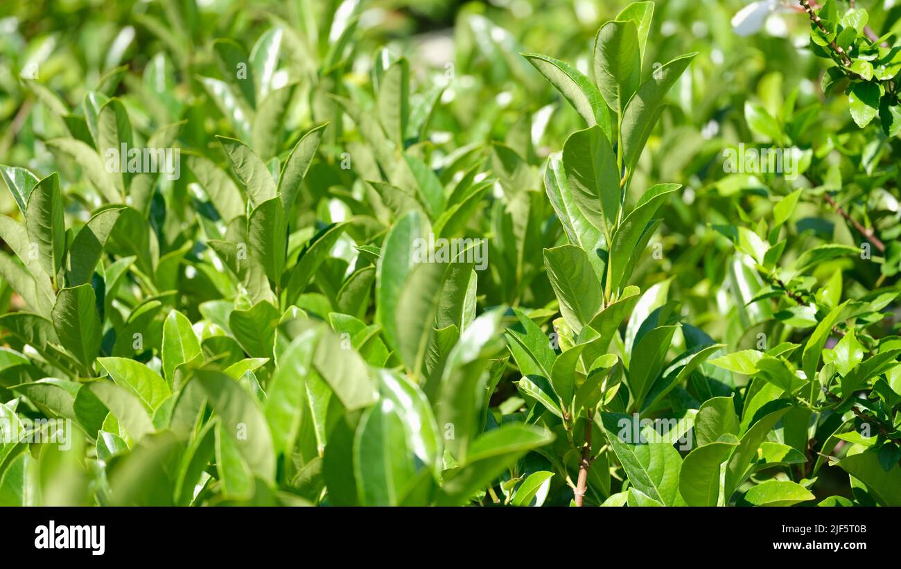 Fresh tea leaves in hi-res stock photography and images - Alamy