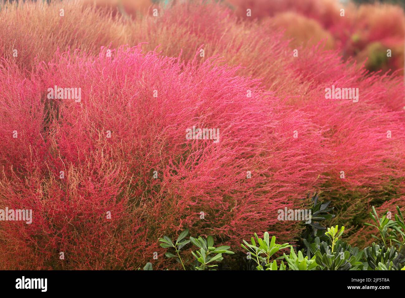Bright red shrub growing in the flowerbed Stock Photo - Alamy