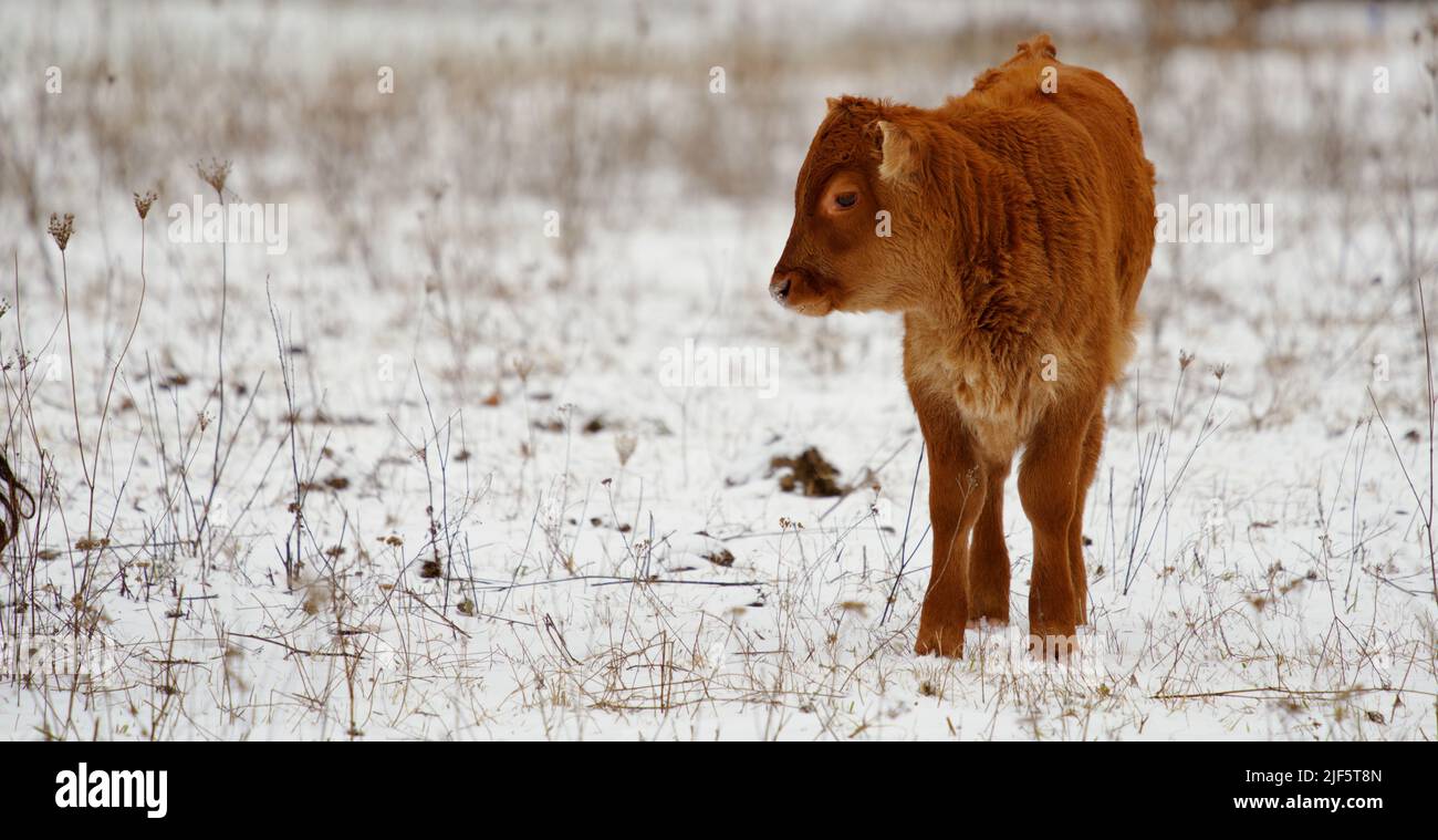 Calf in snow hi-res stock photography and images - Alamy