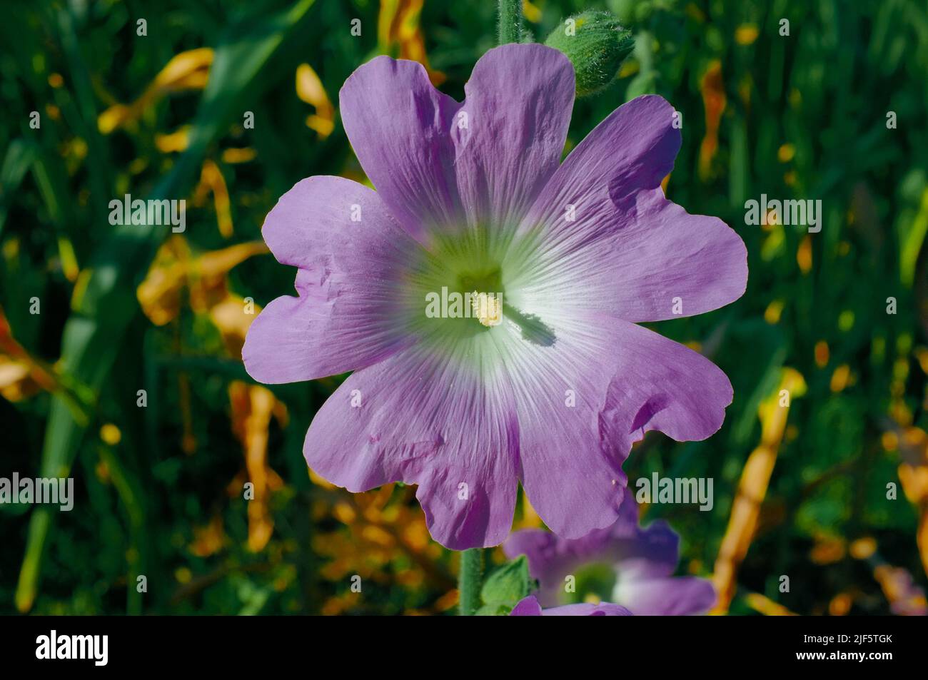 Serbian wildflower hi-res stock photography and images - Alamy