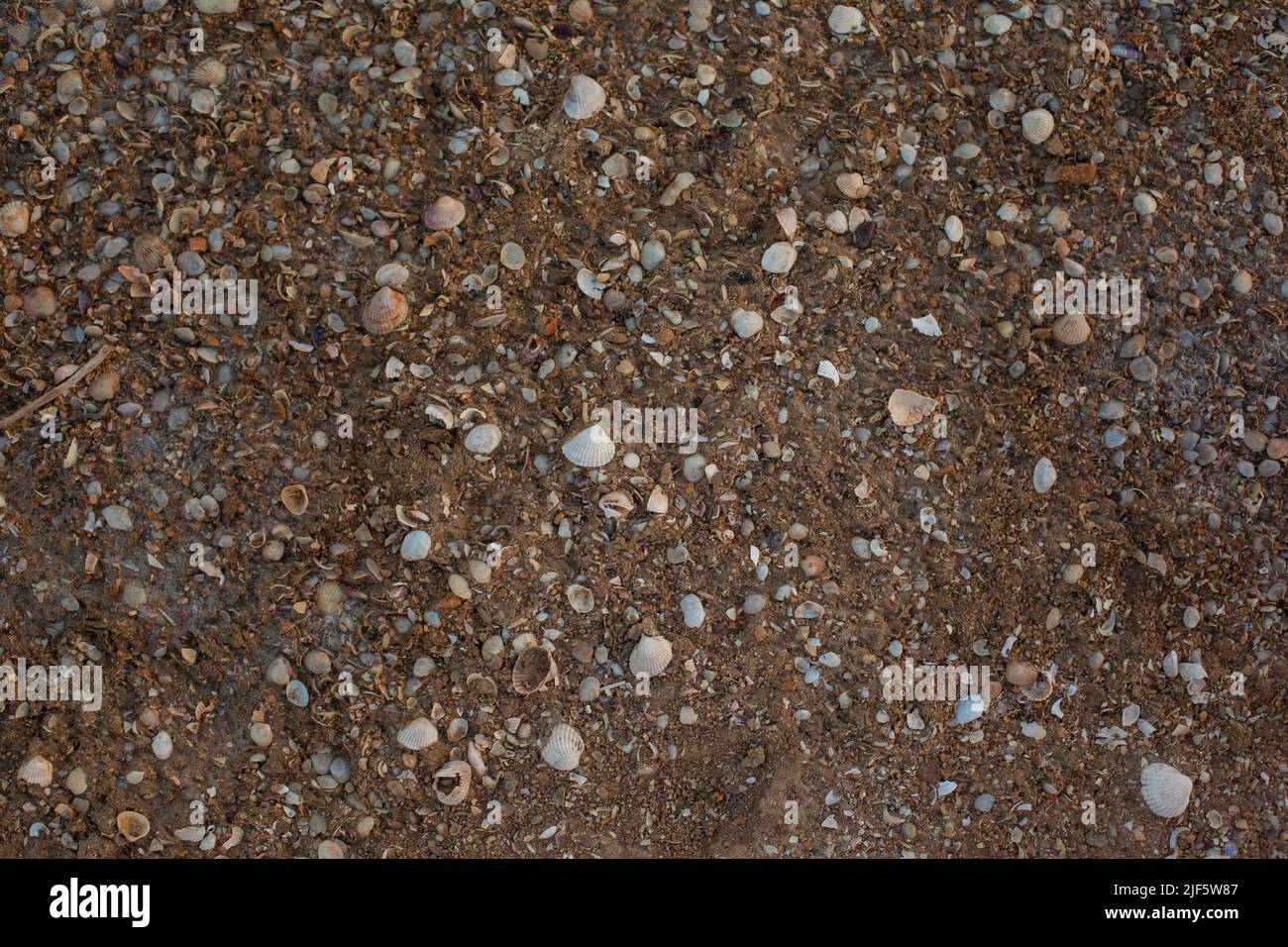 marine shells on the beach Stock Photo - Alamy