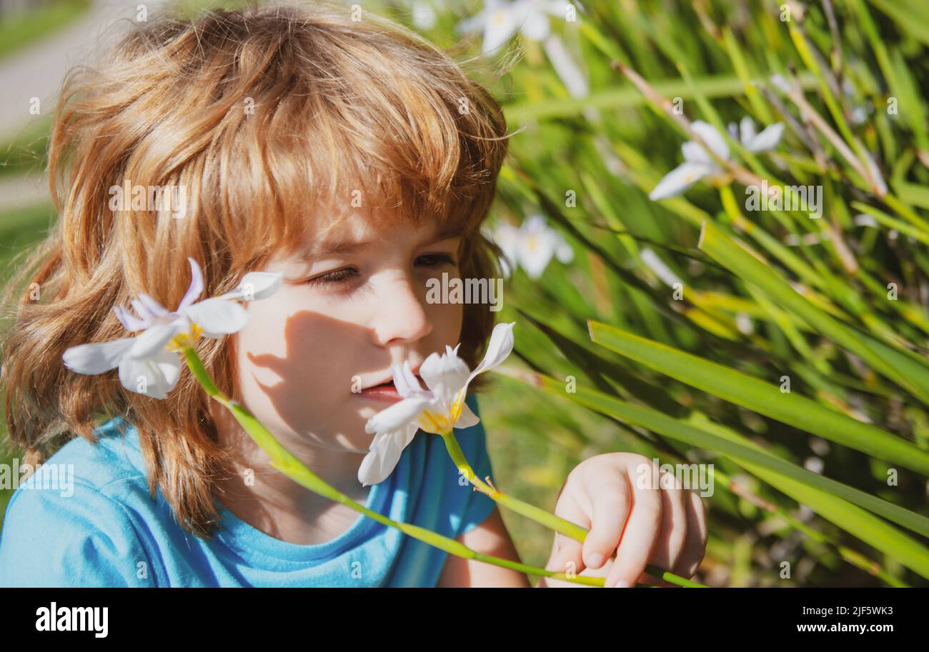 Spring boy smelling flower outdoor. Kids allergy. Kid sniffing white ...