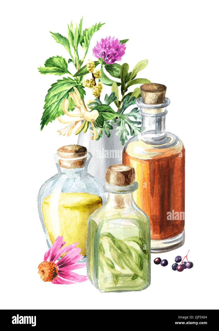 Herbal homemade natural organic tincture. Hand drawn watercolor ...