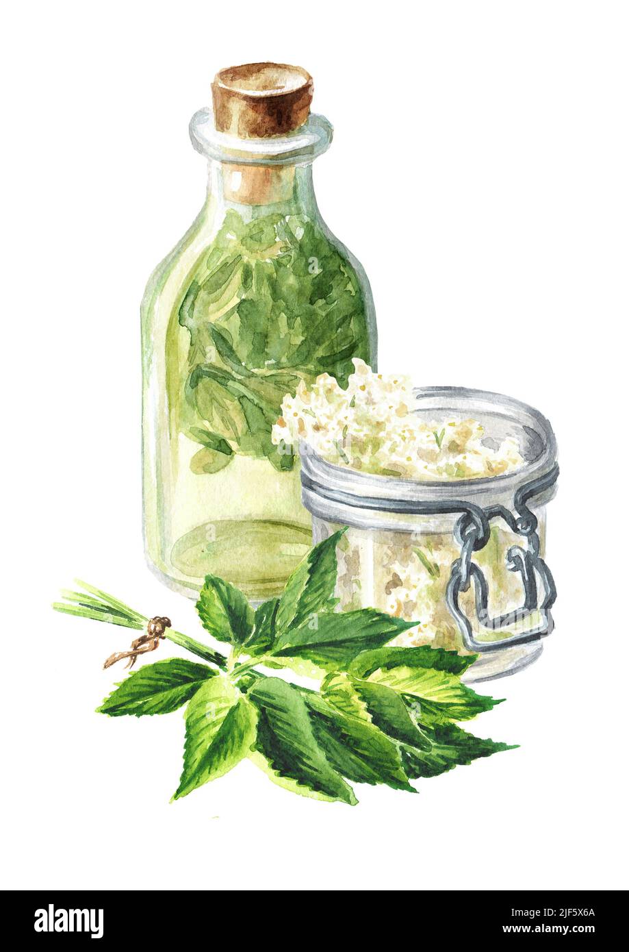 Herbal homemade organic tincture from fresh medicinal herbs. Hand drawn ...