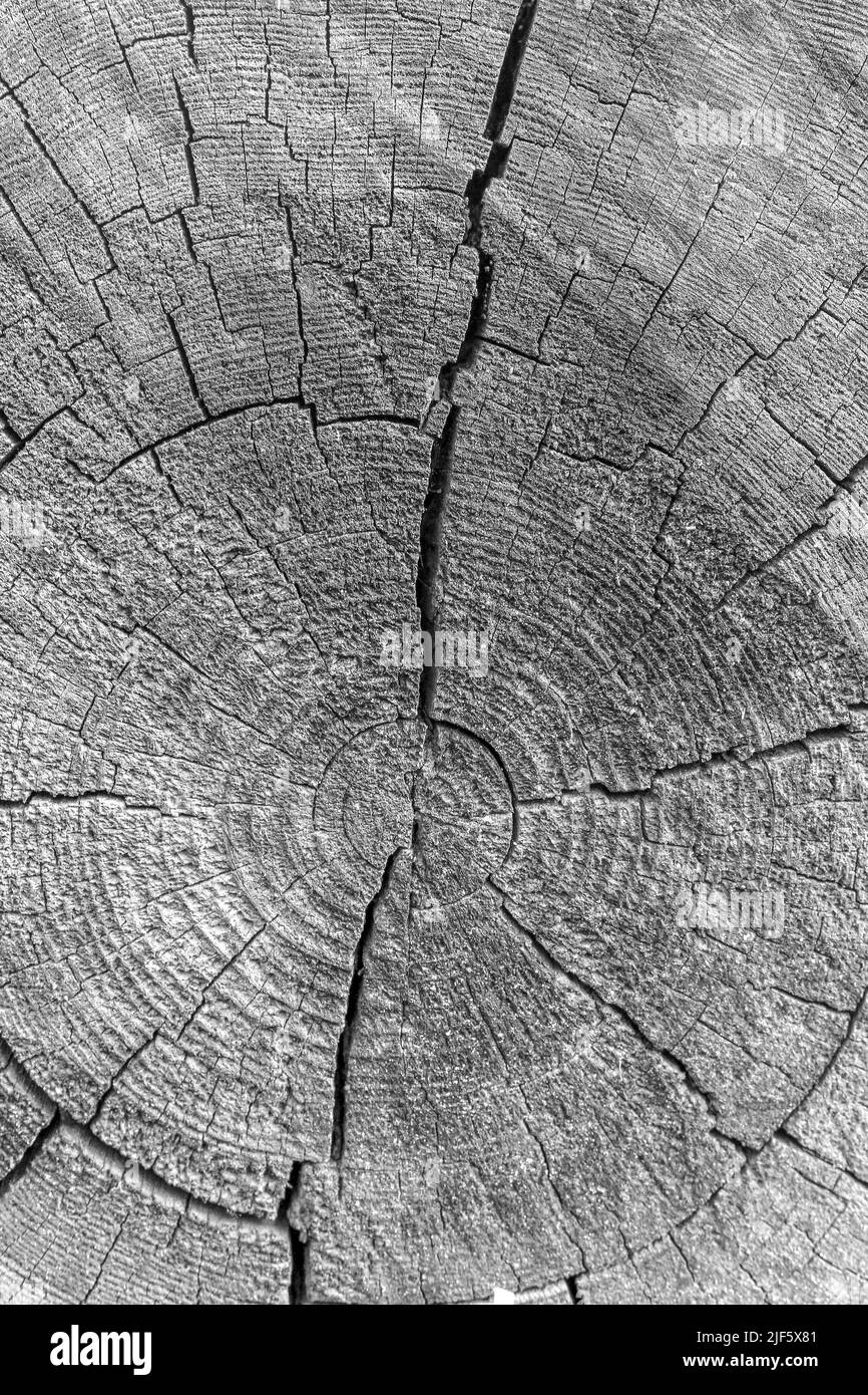The stump as seen from above in black and white Stock Photo - Alamy