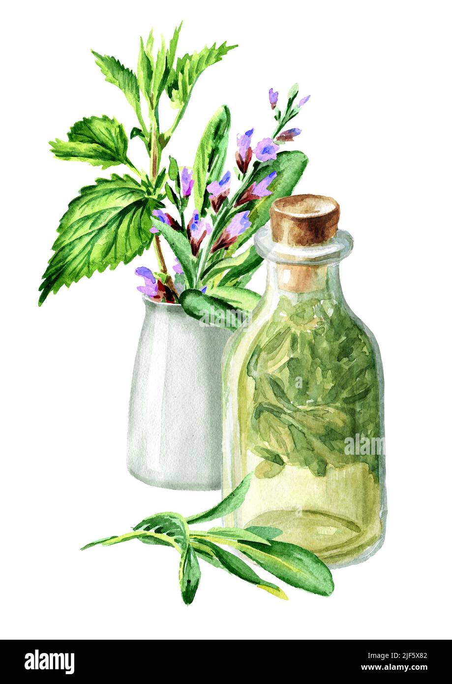 Herbal homemade organic tincture from fresh sage leaves. Hand drawn ...