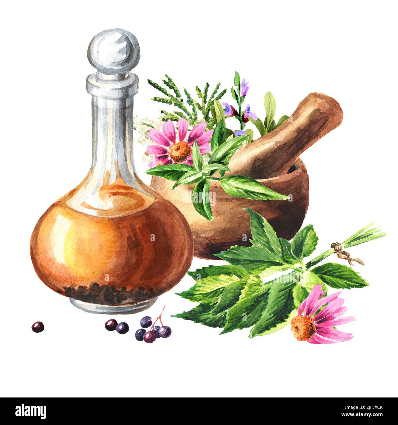 Medicinal plants extract. Alternative medicine, herbal collection. Hand ...