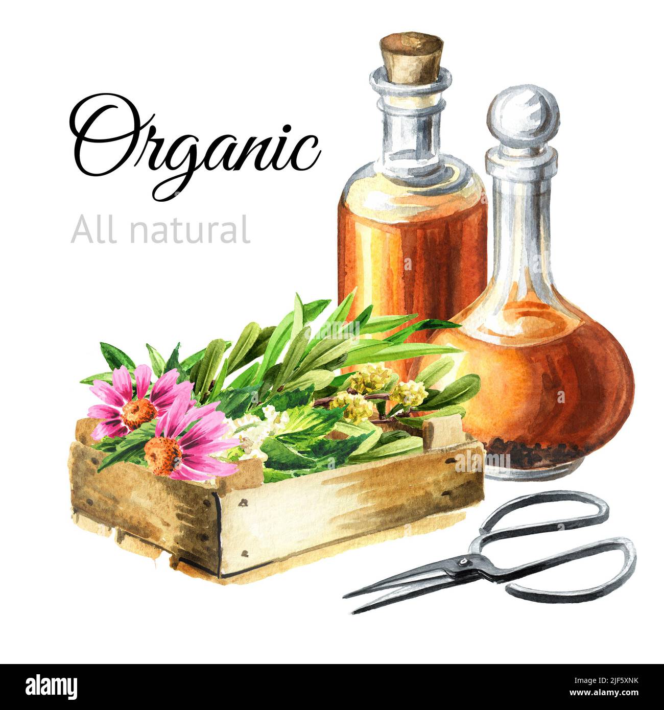 Medicinal plants for Herbal homemade organic tincture. Alternative ...