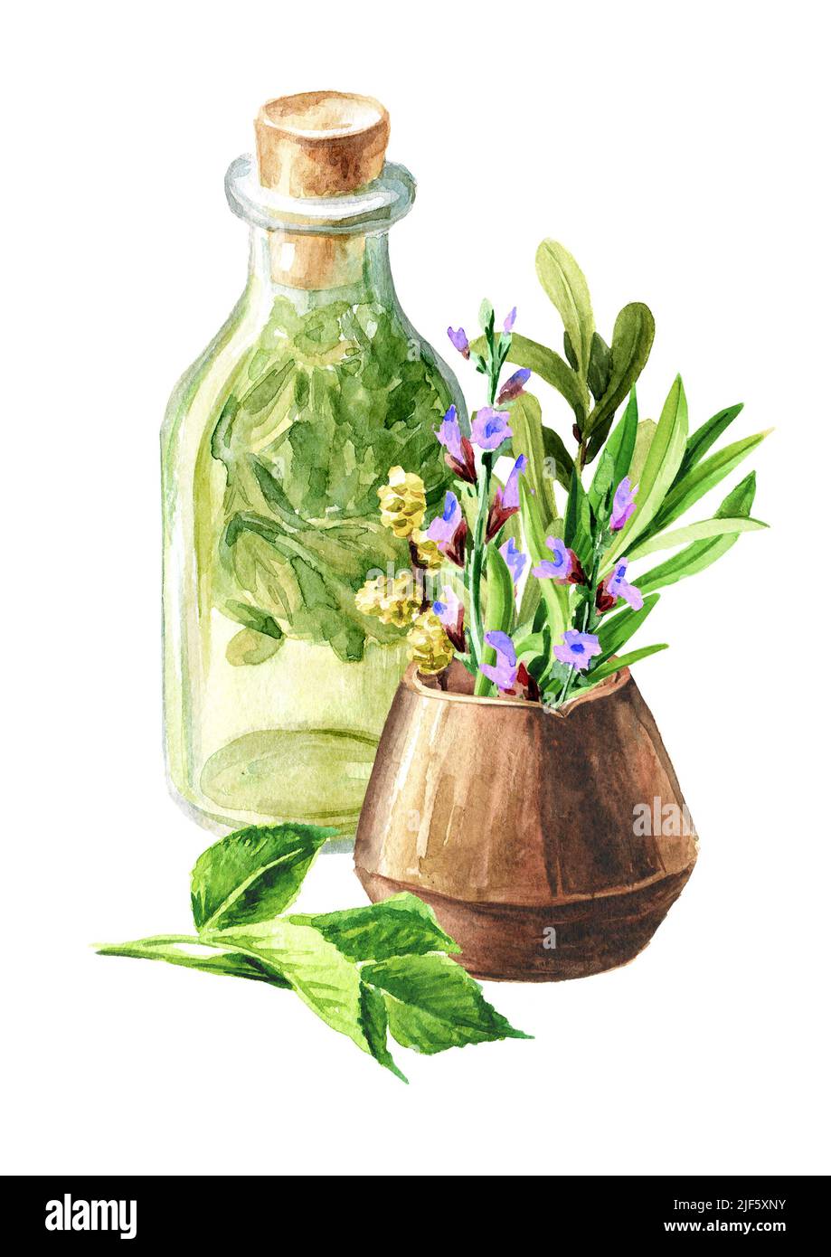 Medicinal plants for Herbal homemade organic tincture. Alternative ...