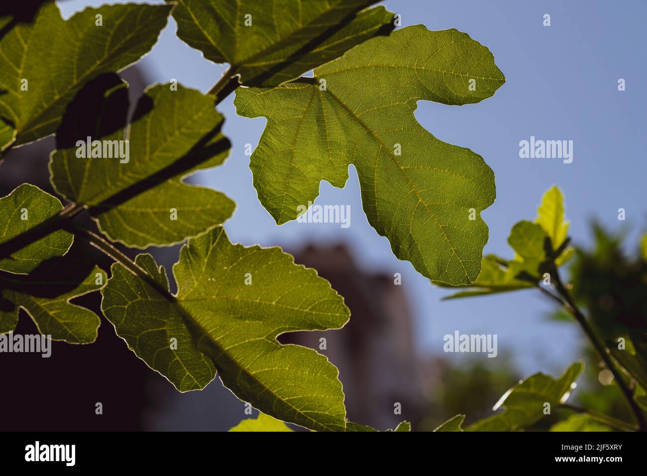 Green leaves of a fig tree against the sky. Home gardening, garden care ...