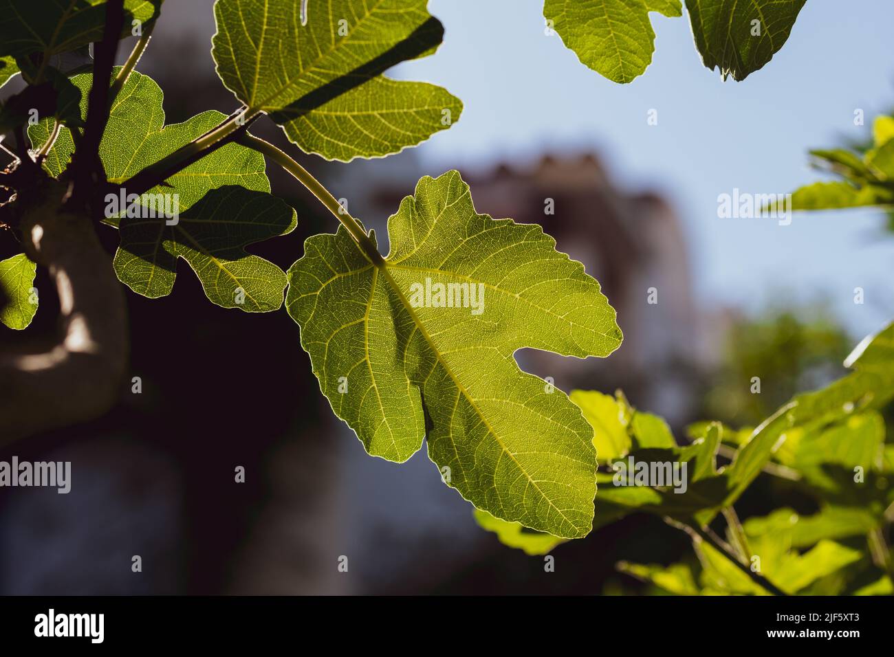 Green leaves of a fig tree against the sky. Home gardening, garden care ...