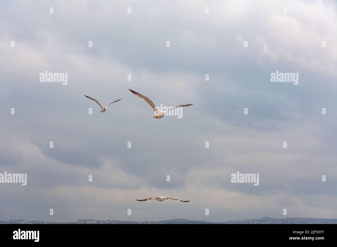 Three seagulls are flying in the sky. A group of Sea Chas are floating ...