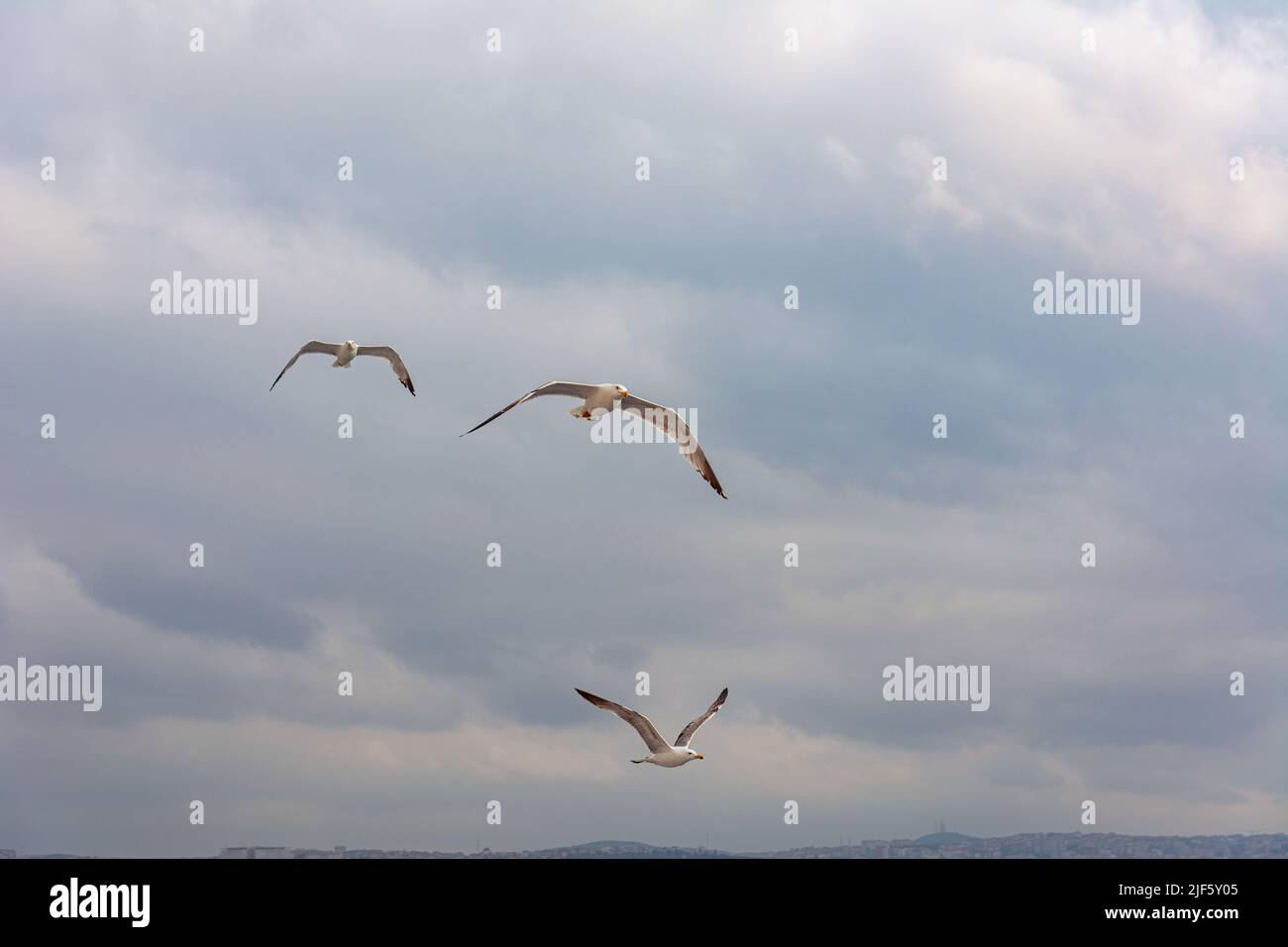Three seagulls are flying in the sky. A group of Sea Chas are floating ...