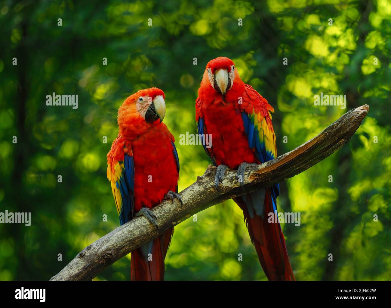 Two ara parrots on brunch with green background. Photo with positive ...