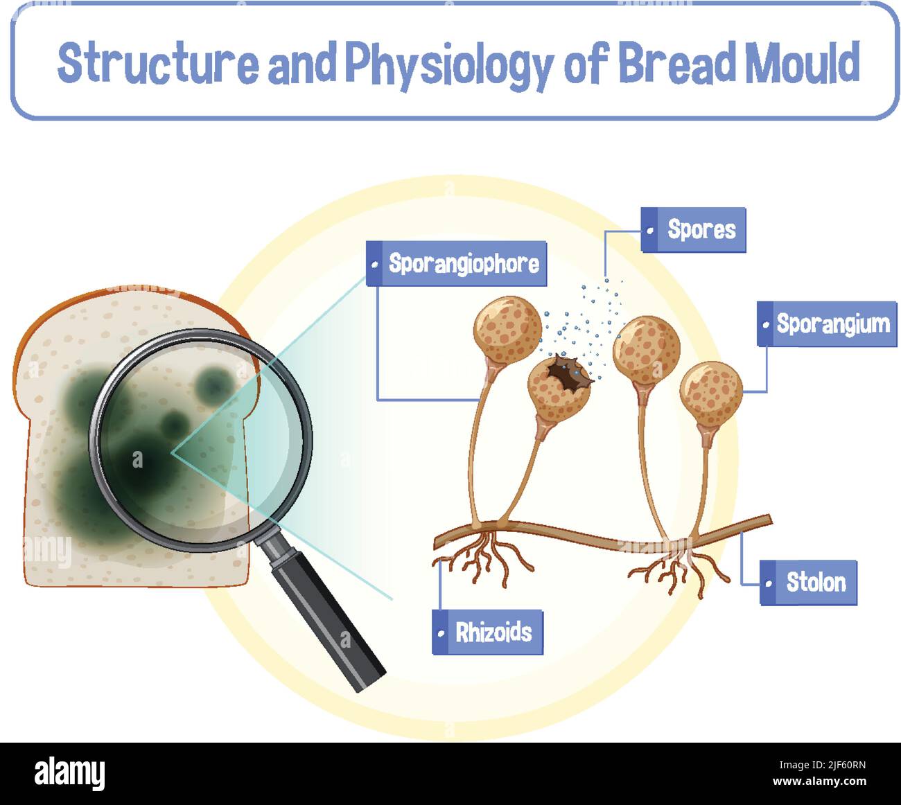 Structure and Physiology of Bread Mold illustration Stock Vector Image ...