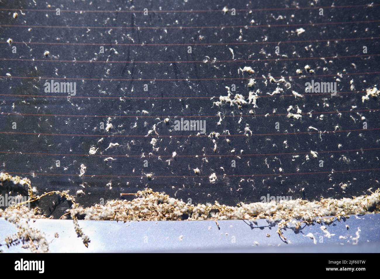 The car is polluted with fallen tree seeds, fluff and dirt from poplars ...