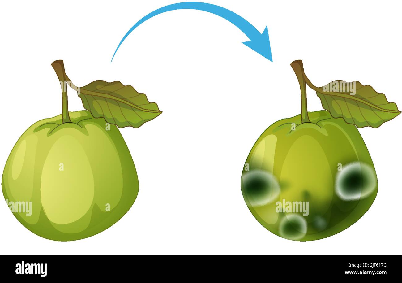 Rotten guava hi-res stock photography and images - Alamy