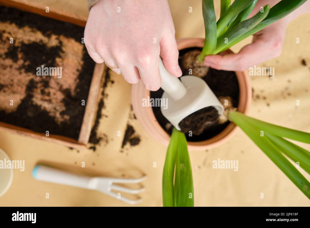 Woman working in home garden, soil for hyacinth flower. Transplanting ...