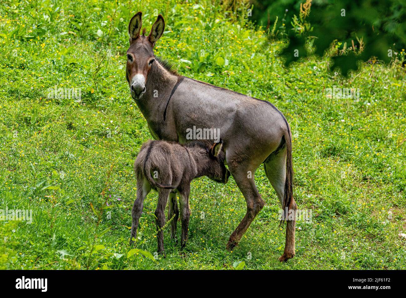 Donkey family enjoy fresh grass in Gologoricki dol, Croatia on 29. June ...