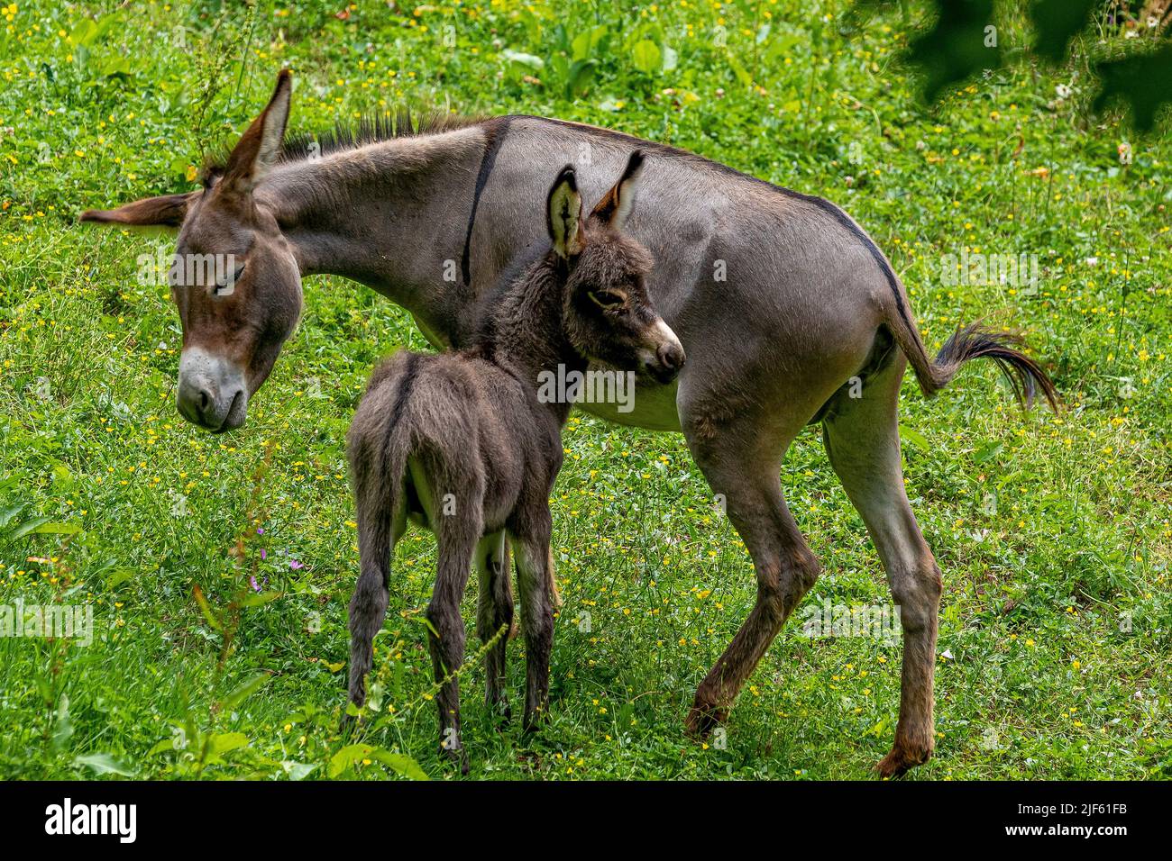 Donkey family enjoy fresh grass in Gologoricki dol, Croatia on 29. June ...