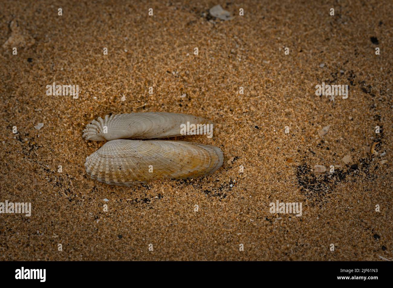 Myoida hi-res stock photography and images - Alamy