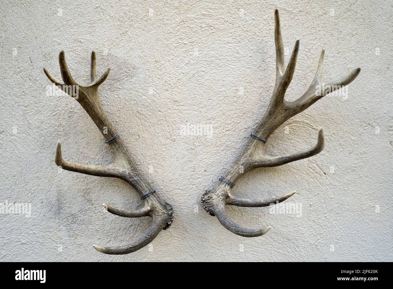 deer antlers on building wall detail Stock Photo - Alamy