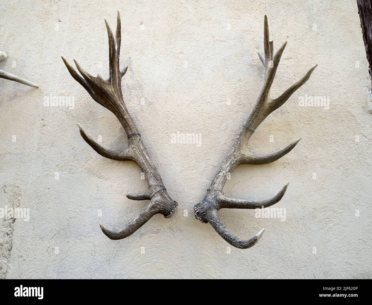 deer antlers on building wall detail Stock Photo - Alamy