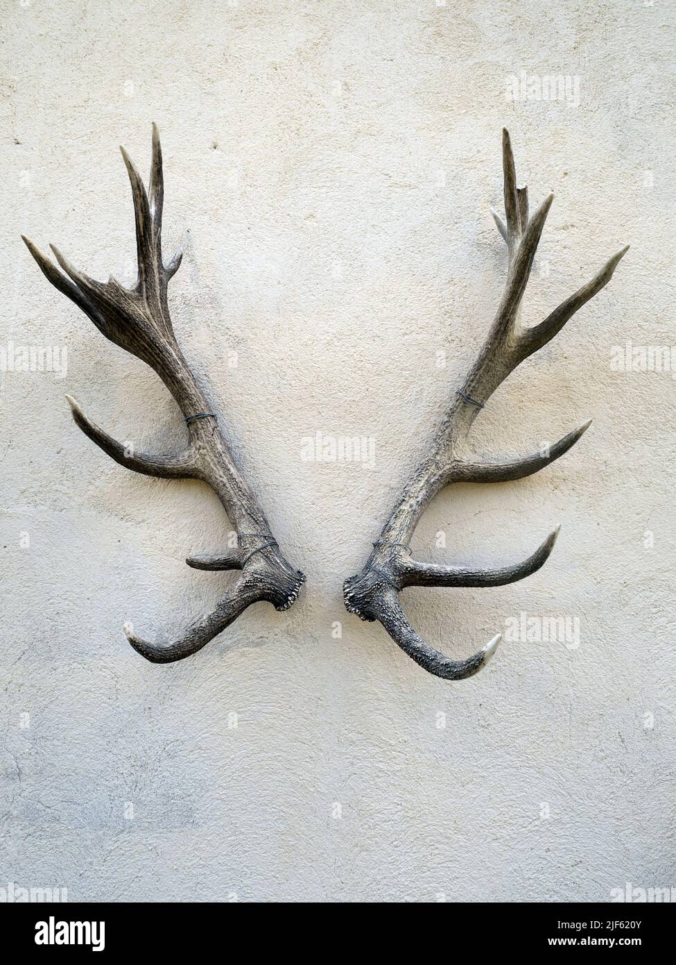 deer antlers on building wall detail Stock Photo - Alamy