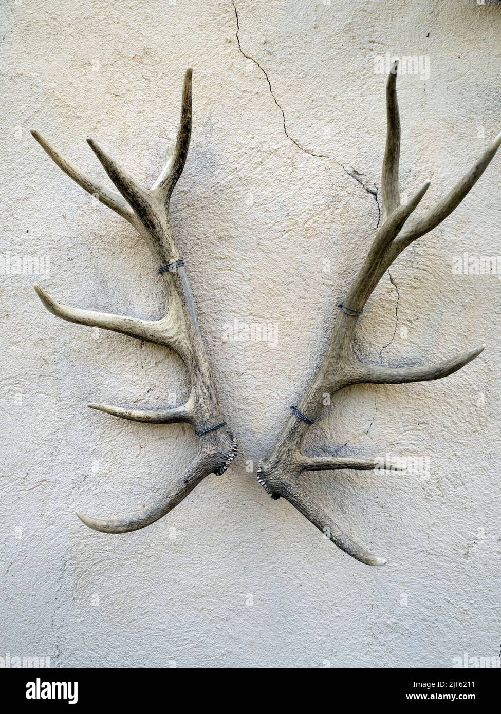 deer antlers on building wall detail Stock Photo - Alamy