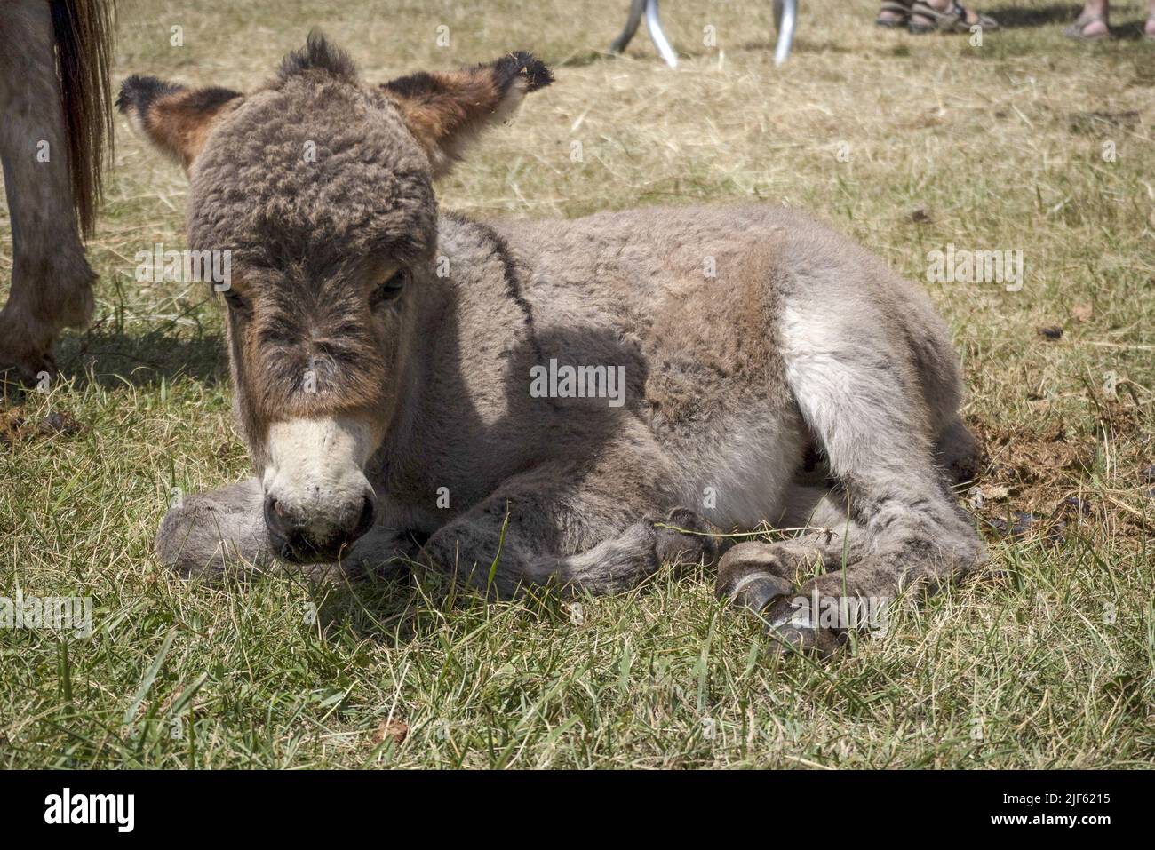 newborn baby Donkey portrait while relaxing Stock Photo - Alamy