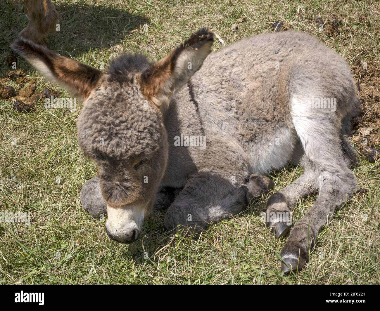 newborn baby Donkey portrait while relaxing Stock Photo - Alamy