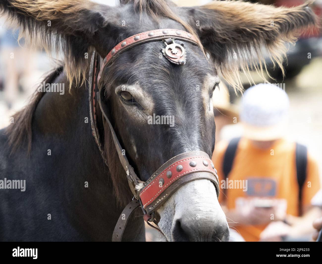 Donkey at animal show parade detail Stock Photo - Alamy