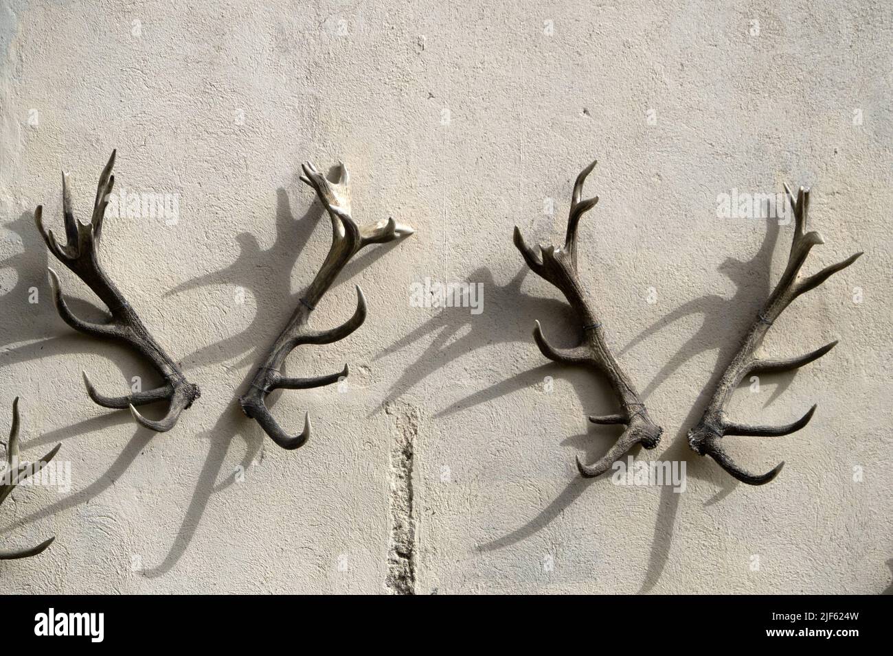 Moose antlers detail hi-res stock photography and images - Alamy