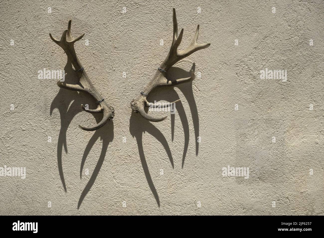 deer antlers on building wall detail Stock Photo - Alamy