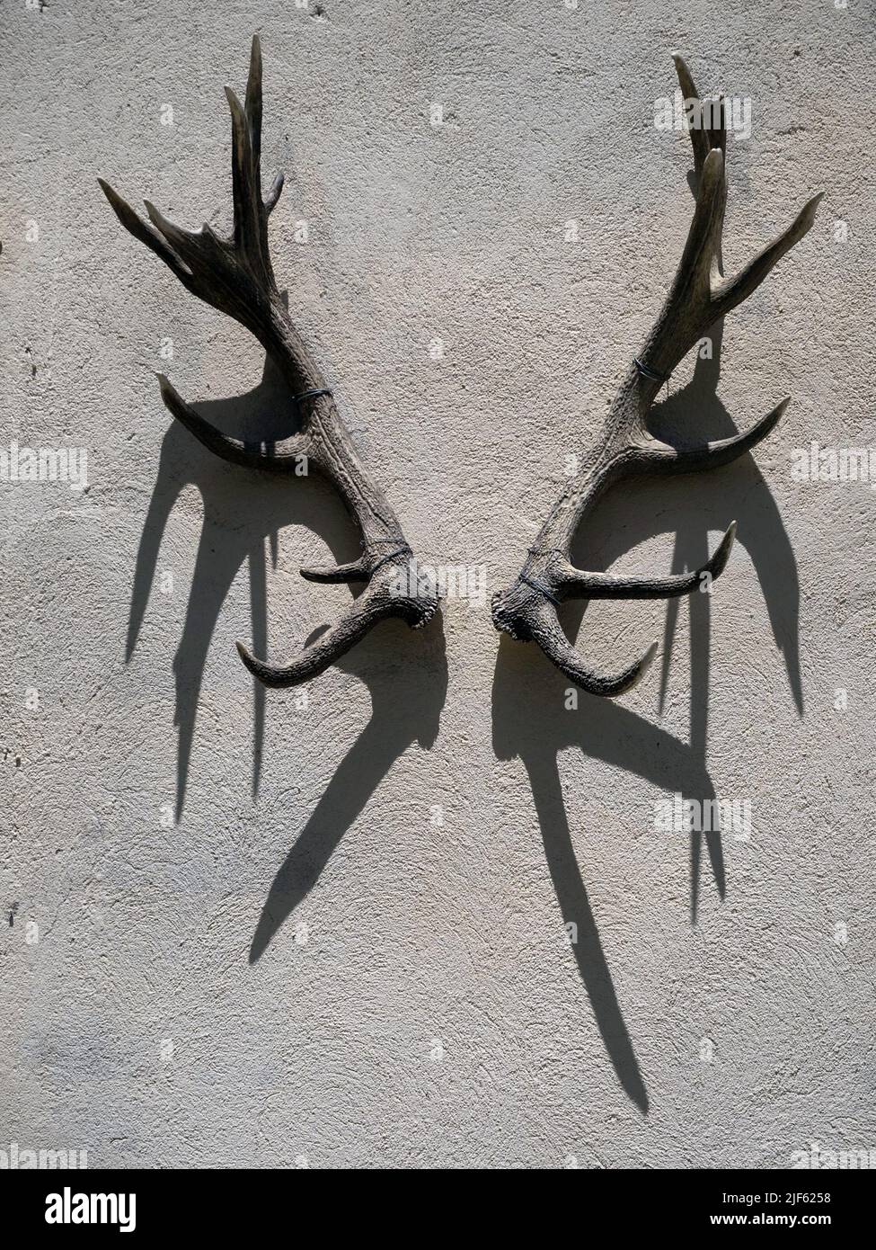 deer antlers on building wall detail Stock Photo - Alamy
