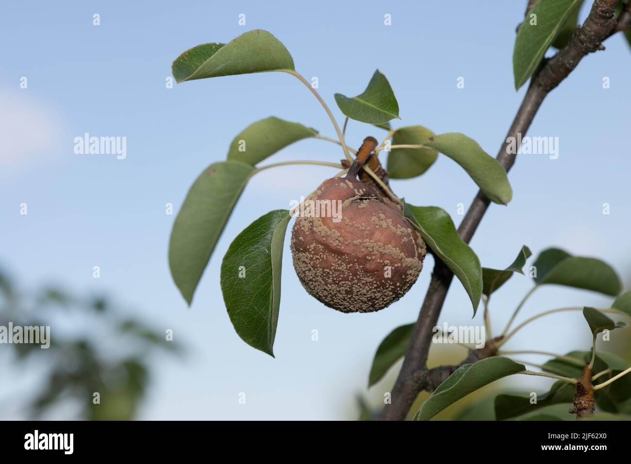 Rotten pear on branch of the fruit tree, Monilia laxa (Monilinia laxa ...