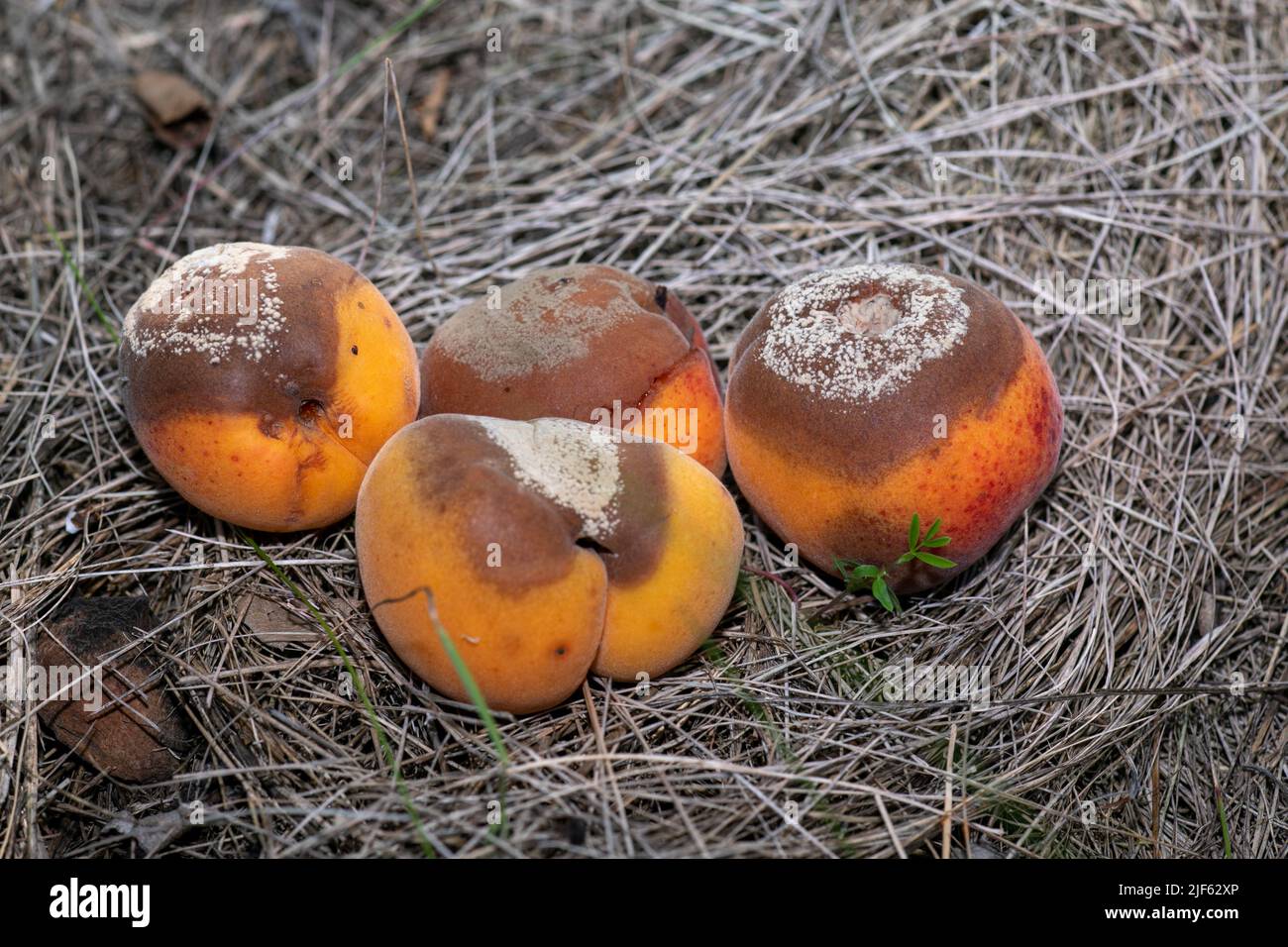 Group of infected and rotten apricots fall to the ground, Monilia laxa ...