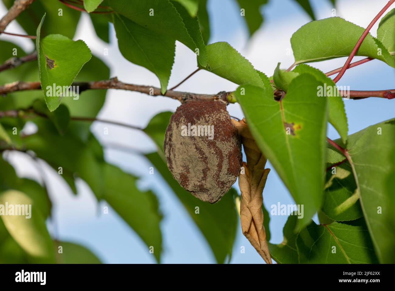 Rotten apricot on the branch of fruit tree, Monilia laxa (Monilinia ...
