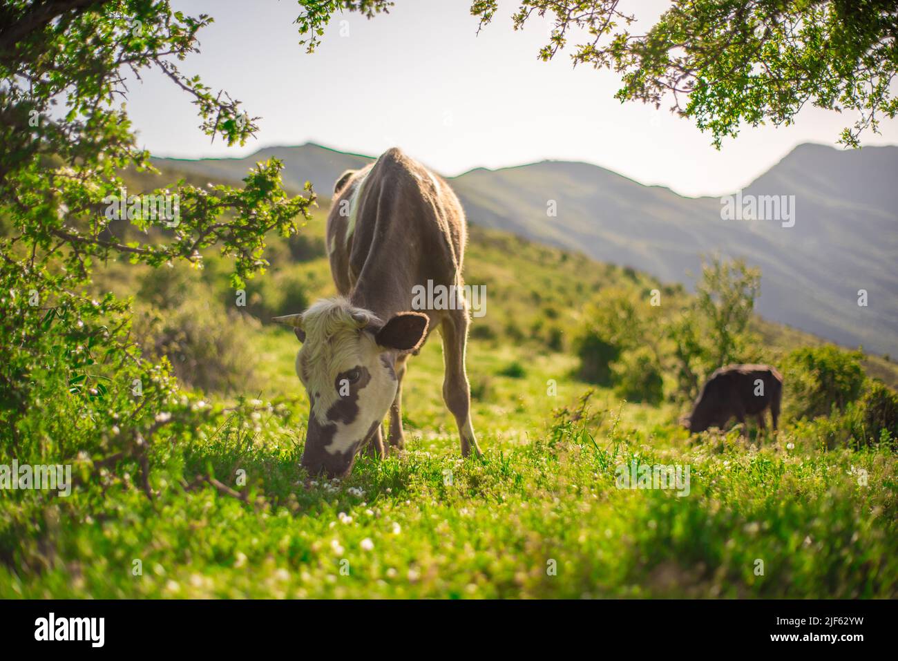 Algeria agriculture hi-res stock photography and images - Alamy