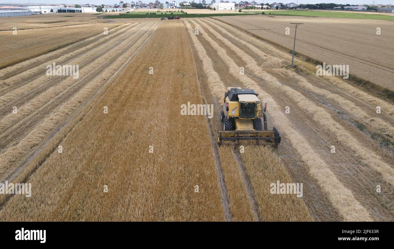Yellow combine is harvesting barley field Stock Photo - Alamy