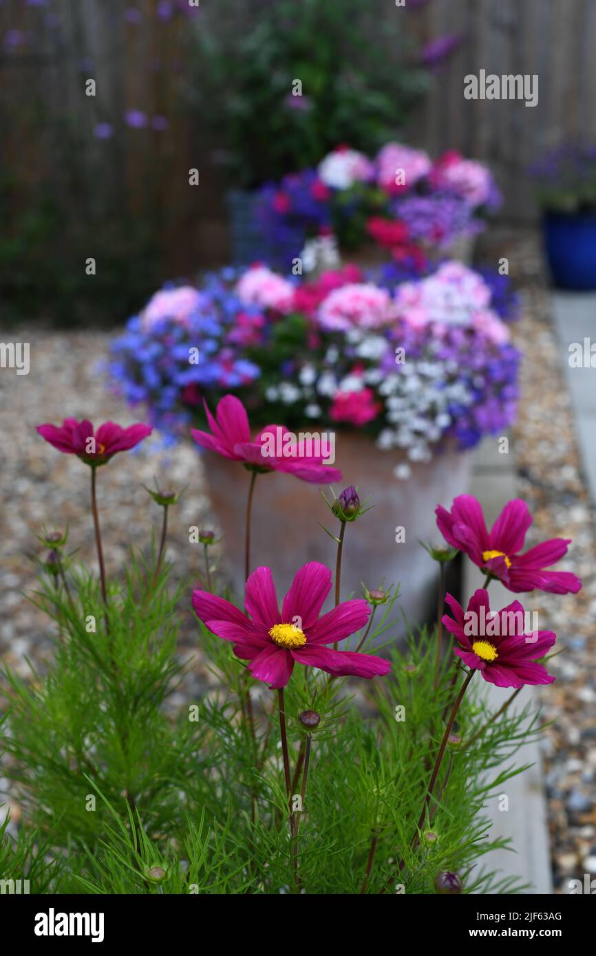 Cosmos in a shingle garden Stock Photo - Alamy