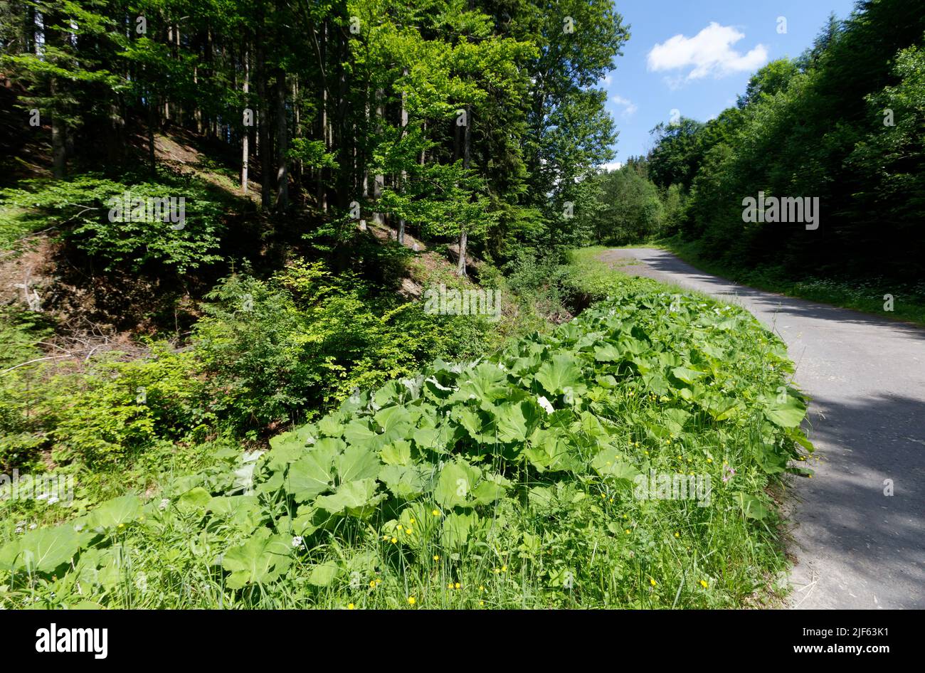 Trek in Beskidy Mountains Stock Photo - Alamy